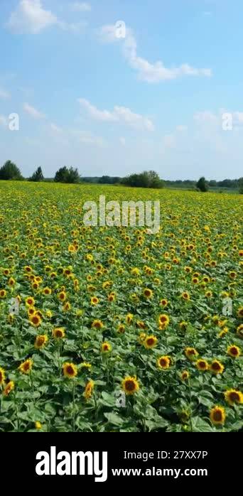Sunflower field. Beautiful yellow flowers blooming in summer. Drone ...