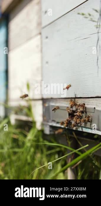 Bees getting inside the hive. Beehive entrance with bees in a sunny day ...