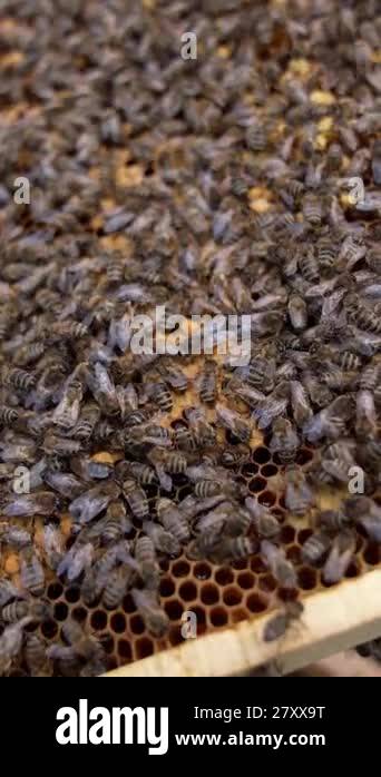 Busy bees sealing honeycombs. Frame full of bees working. Honey insects ...