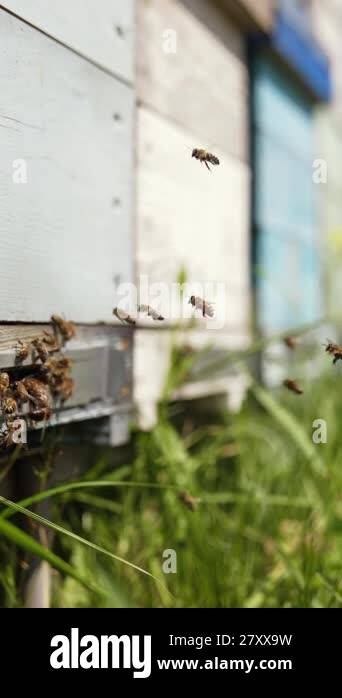 Busy bees flying into wooden beehive box. Swarm of honey bees flying in ...