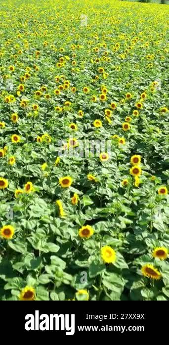 Beautiful sunflowers field at sunny day. Agriculture field with ...