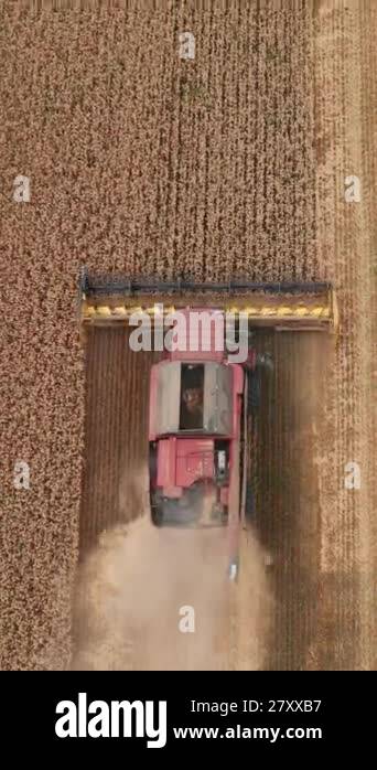 Big yellow crops gathering. Huge wheat harvester working in the field ...