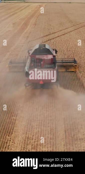 Combine machine grain working in the field. Aerial view of big ...