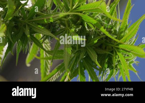 A large green marijuana plant with leaves and buds. The plant is ...