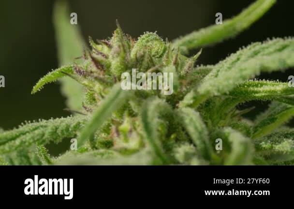 A close up of a marijuana plant with a lot of buds. The buds are ...