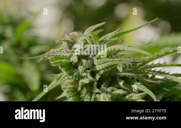 A close up of a marijuana plant with a lot of leaves. The plant is ...