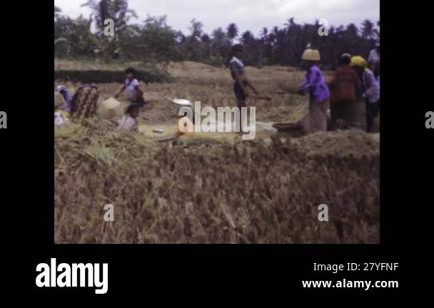 Denpasar, bali june 1985: balinese farmers working in rice paddies ...
