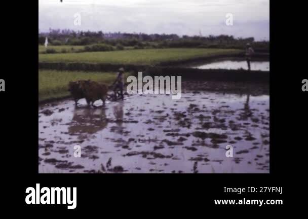 Denpasar, bali june 1985: farmers cultivate rice paddies with oxen in ...