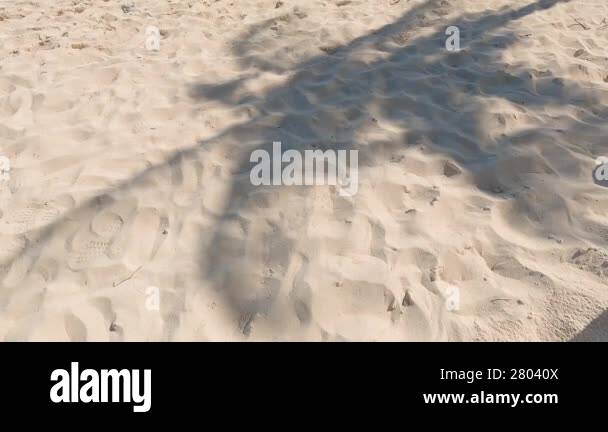 A peaceful and serene view of a tall palm trees shadow elegantly cast ...