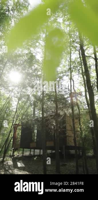 Vertical video. A charming treehouse nestled serenely among lush ... Vertical video. A charming treehouse nestled serenely among lush ...