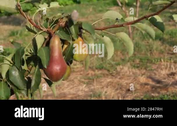 A dynamic video showing ripe pears gently swaying on a branch under the ...