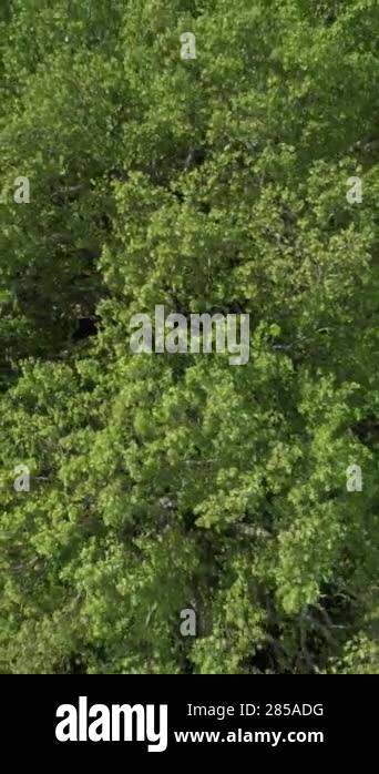 Historical plane tree in inkaya, Drone view of the century-old plane ...