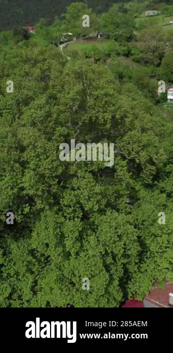 Aerial century sycamore tree, drone view of historical plane trees in ...