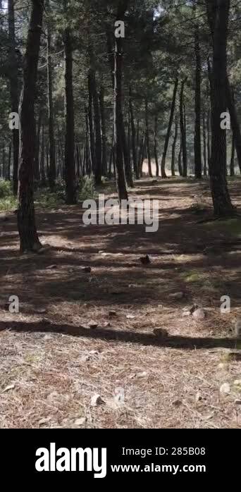 Aerial drone environment natural climate forest trees high quality ...