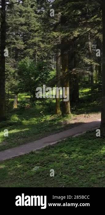 Aerial view of forest drone shot flying over spruce conifer treetops ...