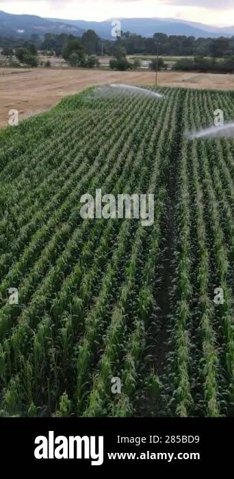 Aerial shot of green corn field irrigated by an irrigation system ...