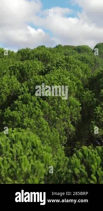 Aerial view of forest drone shot flying over spruce conifer treetops ...