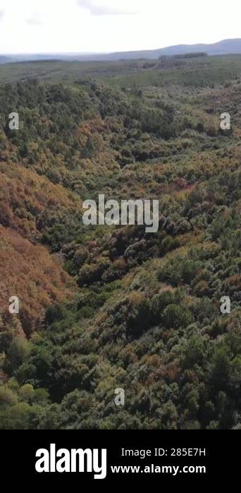 Aerial view of forest drone shot flying over spruce conifer treetops ...