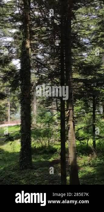 Aerial view of forest drone shot flying over spruce conifer treetops ...