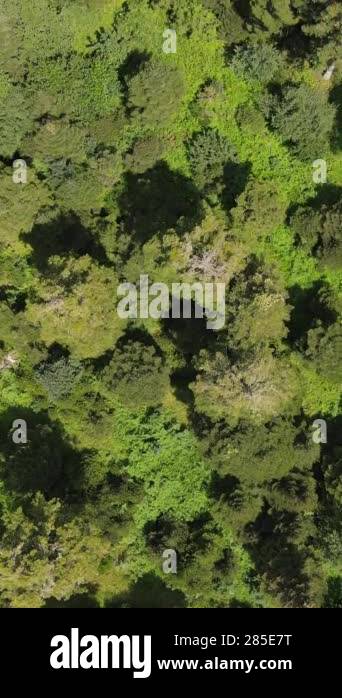 Aerial view of forest drone shot flying over spruce conifer treetops, nature background footage ...