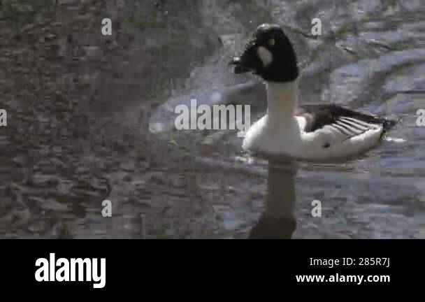 Male common goldeneye doing courtship display, Sunny Water Reflection ...