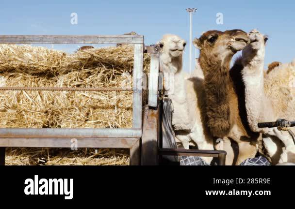 Camels, dromedaries eat straw while waiting at the weekly camel market ...