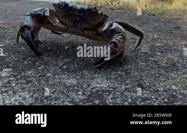 A crab on a rock moves its claws and runs along the seashore. Marine ...