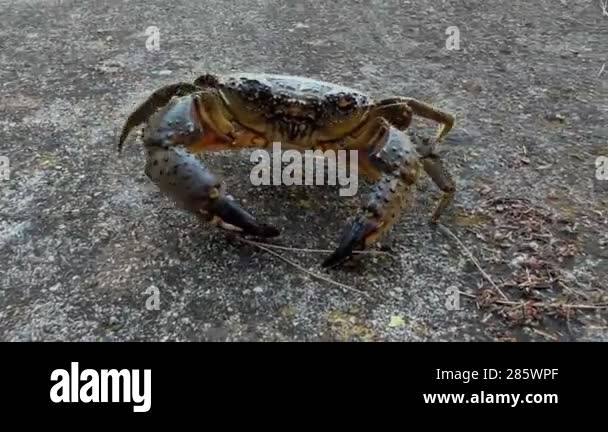 A crab on a rock moves its claws and runs along the seashore. Marine ...