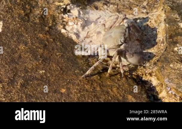 A crab on a rock moves its claws and runs along the seashore. Marine ...