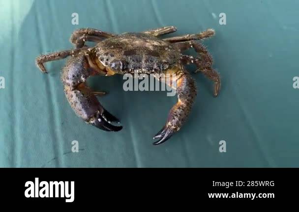 A crab on a rock moves its claws and runs along the seashore. Marine ...