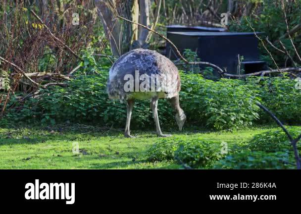 Darwin's rhea, Rhea pennata, also known as the lesser rhea Stock Video Footage - Alamy