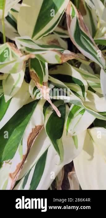 Marantaceae Stock Videos & Footage - HD and 4K Video Clips - Alamy