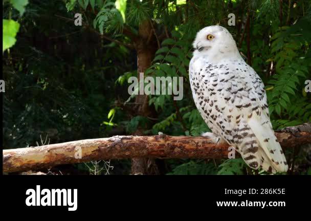 Snowy owl, Bubo scandiacus, bird of the Strigidae family. With a yellow ...
