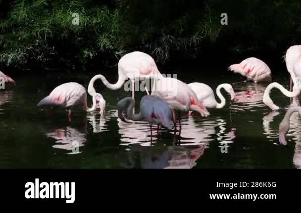 American Flamingo or Caribbean Flamingo, Phoenicopterus ruber ...