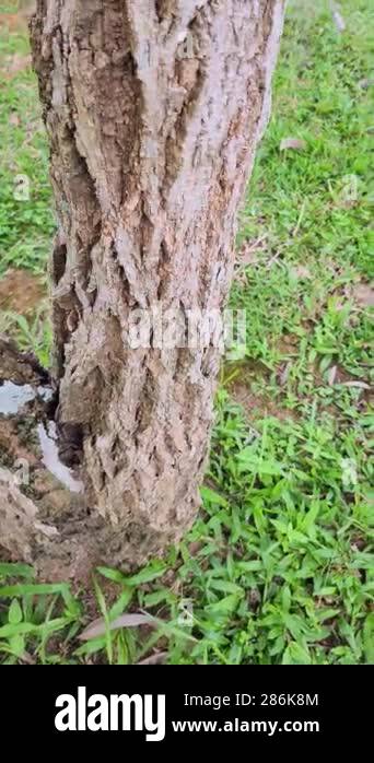 Podocarpus neriifolia or ki putri is a conifer tree belonging to the ...