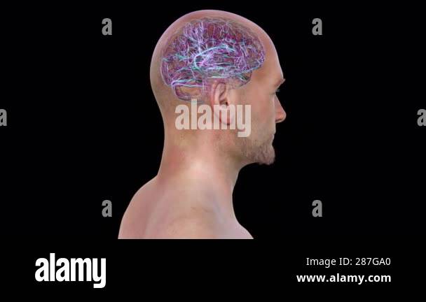 3D animation showing the anatomical structure of the brain inside a ...