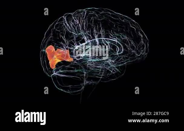 Cuneus gyrus highlighted in human brain, responsible for visual ...