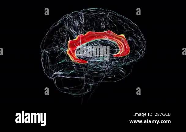 Cingulate gyrus, involved in emotion regulation, decision-making, and ...
