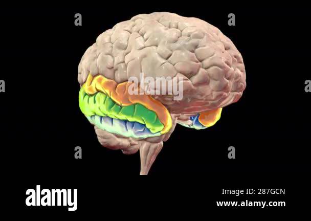 Temporal lobe inferior Stock Videos & Footage - HD and 4K Video Clips ...