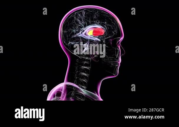 3D animation of a human brain highlighting the putamen red, globus ...