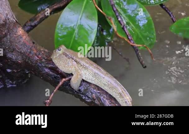 Mudskipper tree Stock Videos & Footage - HD and 4K Video Clips - Alamy