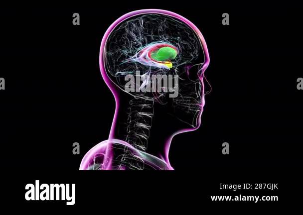 3D animation of a rotating brain highlighting the caudate nucleus red ...