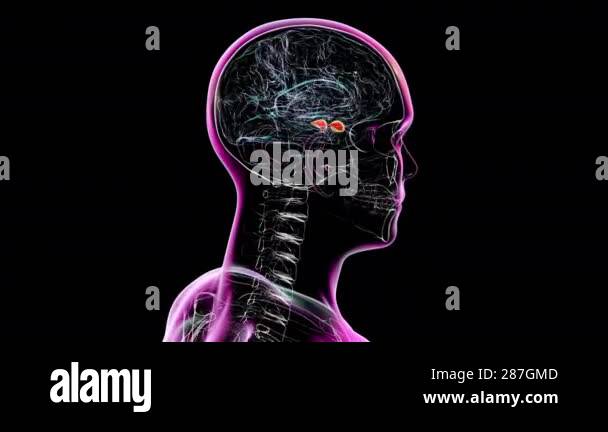3D animation of a rotating brain highlighting the amygdala, responsible ...