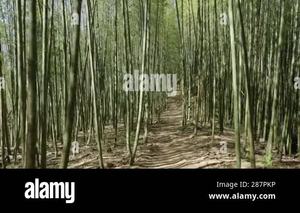 Walking in bamboo forest. Ancient log trail, Taiwan Stock Video Footage ...