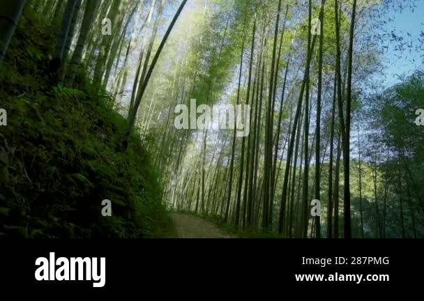 Walking in bamboo forest. Ancient log trail, Taiwan Stock Video Footage ...