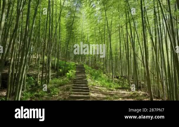 Walking in bamboo forest. Ancient log trail, Taiwan Stock Video Footage ...
