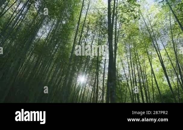 Walking in bamboo forest. Ancient log trail, Taiwan Stock Video Footage ...