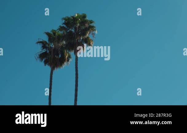 Two tall palm trees sway gently under a bright, clear blue sky. A ...