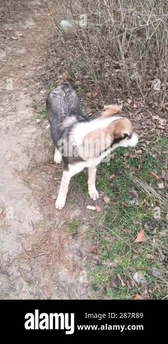 stray dog on the street. Shot of curious street dog staring at camera ...