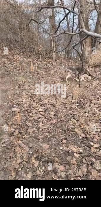 stray dog on the street. Shot of curious street dog staring at camera ...